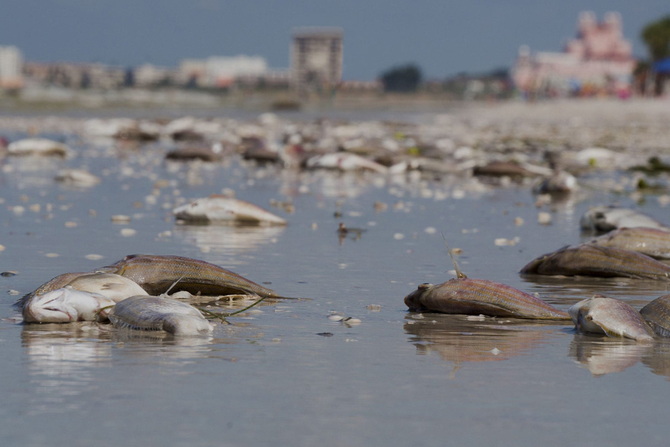 Clean Water Solutions for Florida - VoteWater.org