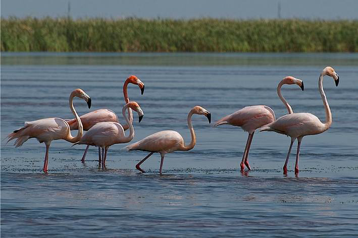 Deep Dive: If the STAs were reserved for lake water, Lake O might be ...