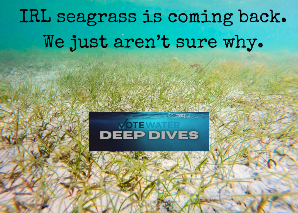 Deep Dive: Seagrass shows signs of life in the Indian River Lagoon ...